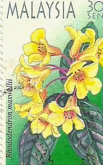 DUNIA SETEM : Setem Flora Tanah Tinggi 2000.