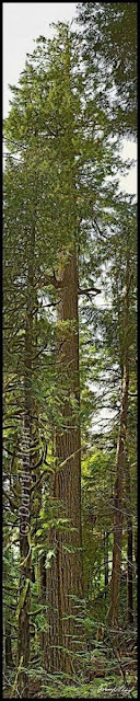 EBL: Big Tree: Tallest known Douglas-Fir 327 foot Doerner Fir of Coos ...