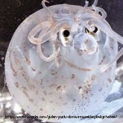 Bizarre Creature of the Day: Creature 224: Helicocranchia pfefferi