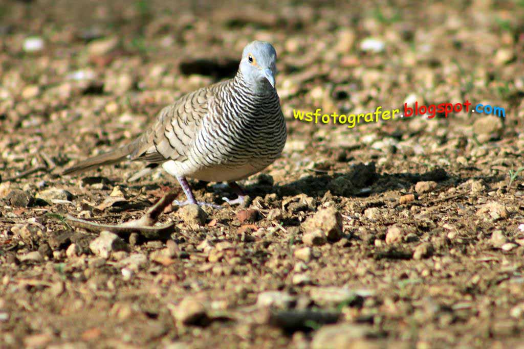 Ternak Perkutut Bangkok (Silang)