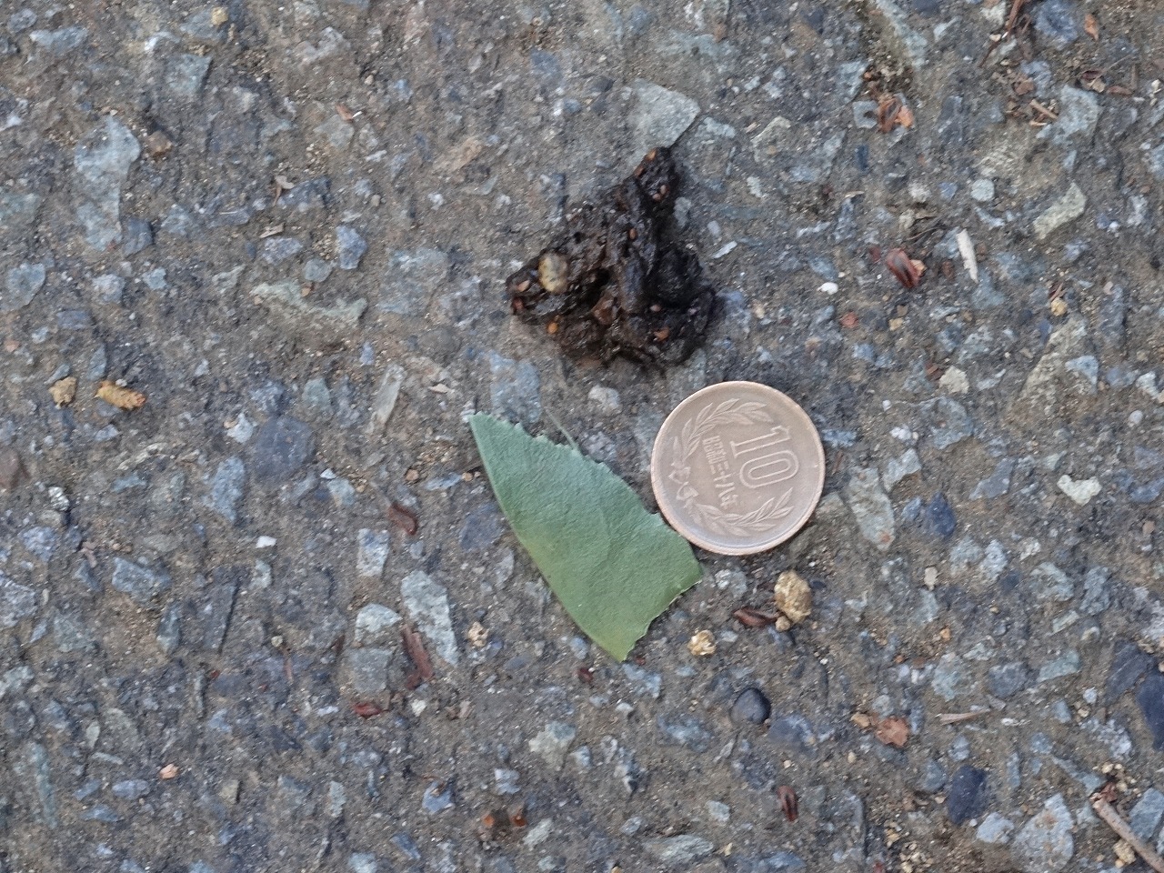 故有事: テン糞の内容物 The contents of marten's droppings