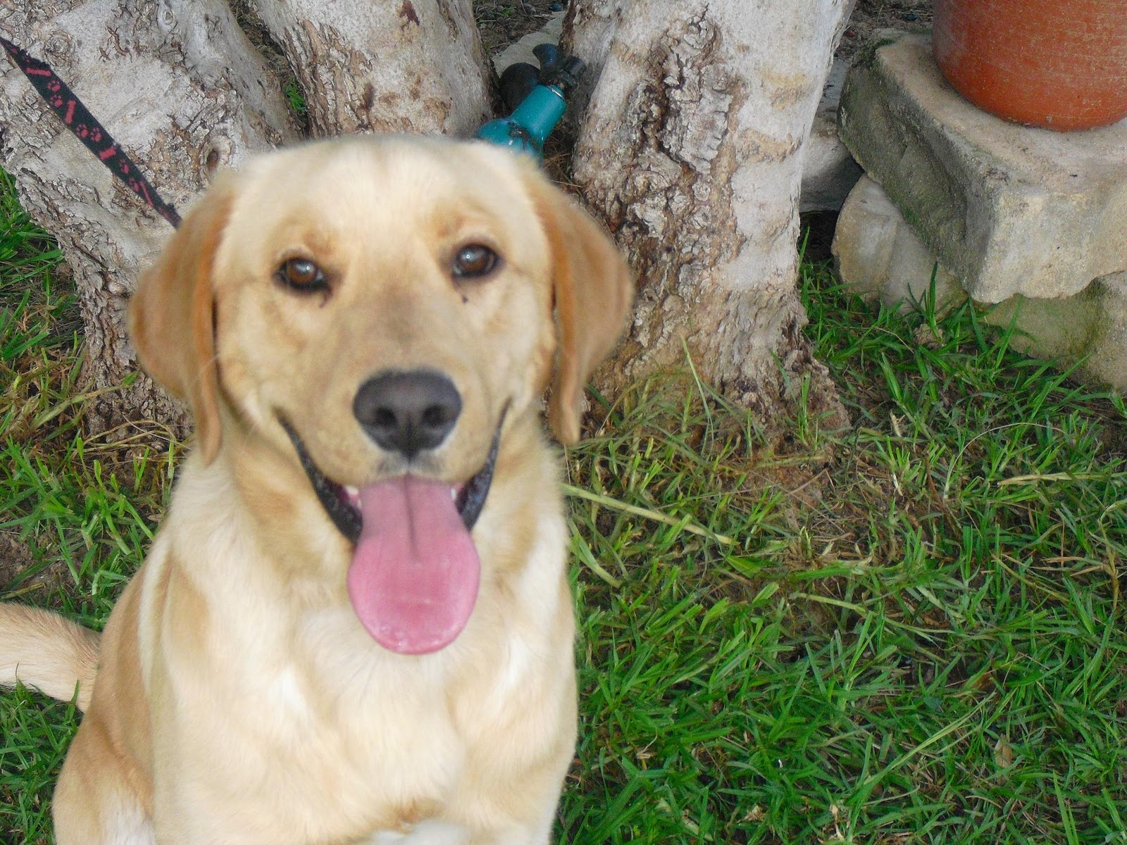 ASOCIACIÓN MAFI: Perro labrador adoptado.
