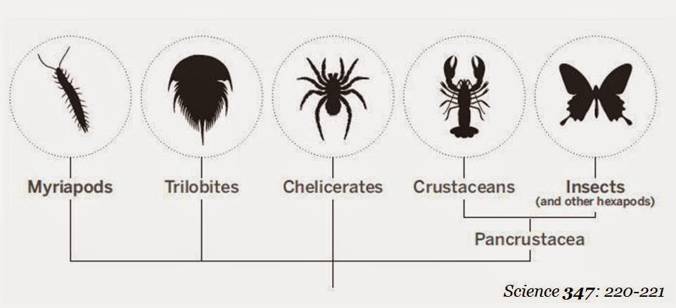 Snow Crab Love: long lost family members