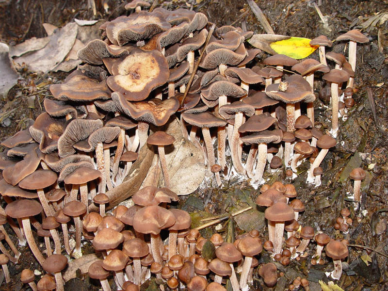 Panaeolus cinctulus, syn. , Thường được gọi là mottlegill dả
