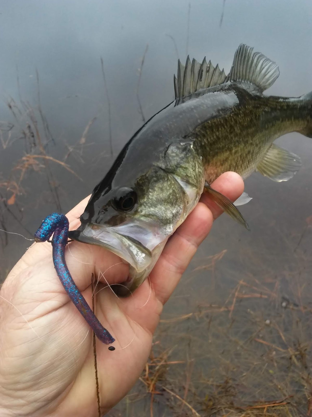 Palmetto Fly N' Fish: New Year Begins - 24 Hour Fishing Success!