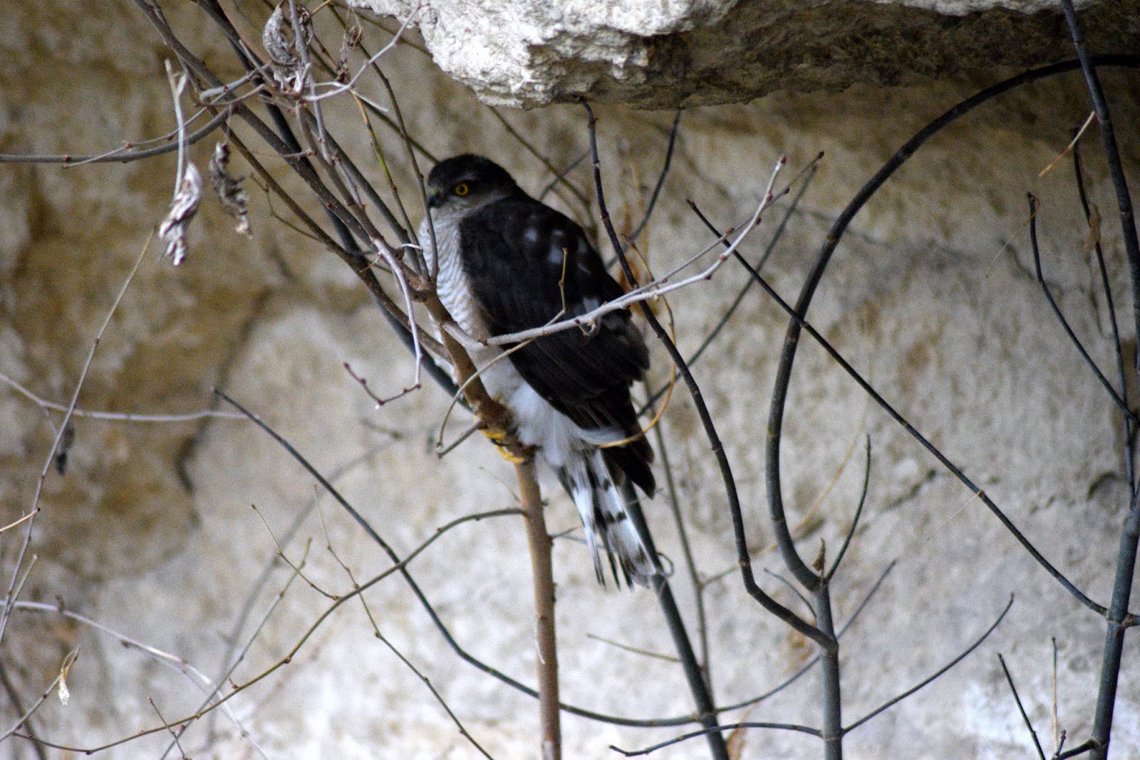 Frumusetile naturii: Uliul păsărar (Accipiter nisus)