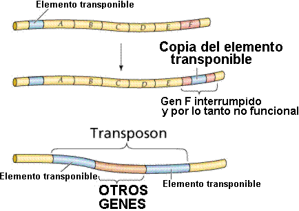 ḼїδβӚϯЧ ᴙ ⱥ ¶ ¶ ¶ ¶: 3.1.3.3 TRANSPOSONES
