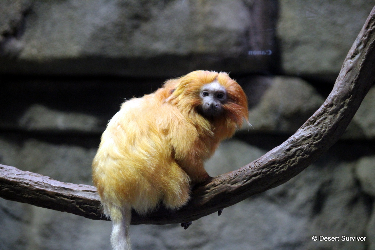 Desert Survivor: Utah's Hogle Zoo