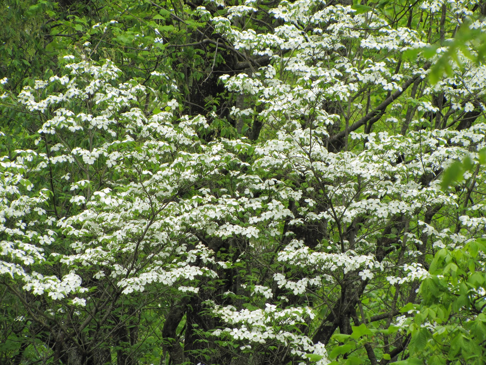 To Behold the Beauty: Roaring Forks Motor Nature Trail