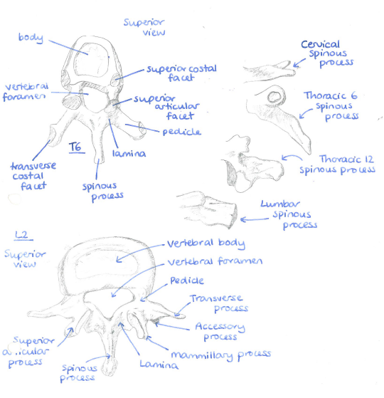 Physiotherapy Revision: Anatomy