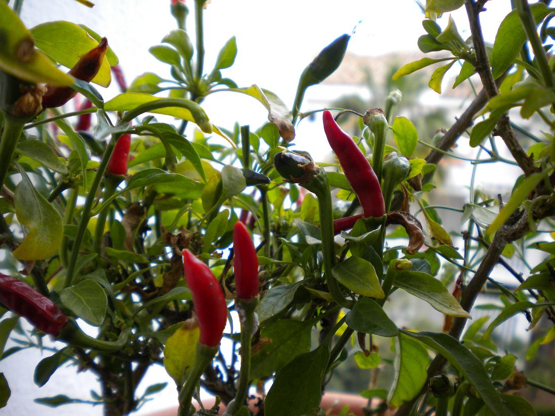 La cocina mágica de Manu: Chile, chilli, guindilla o ají