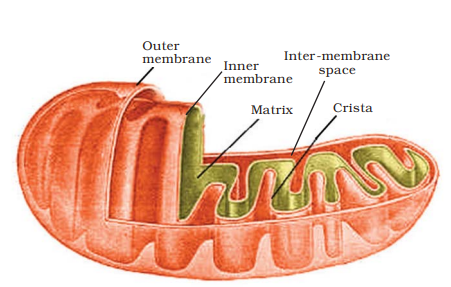 Structure and Function of Mitochondria and Cell Membrane | Escience zone