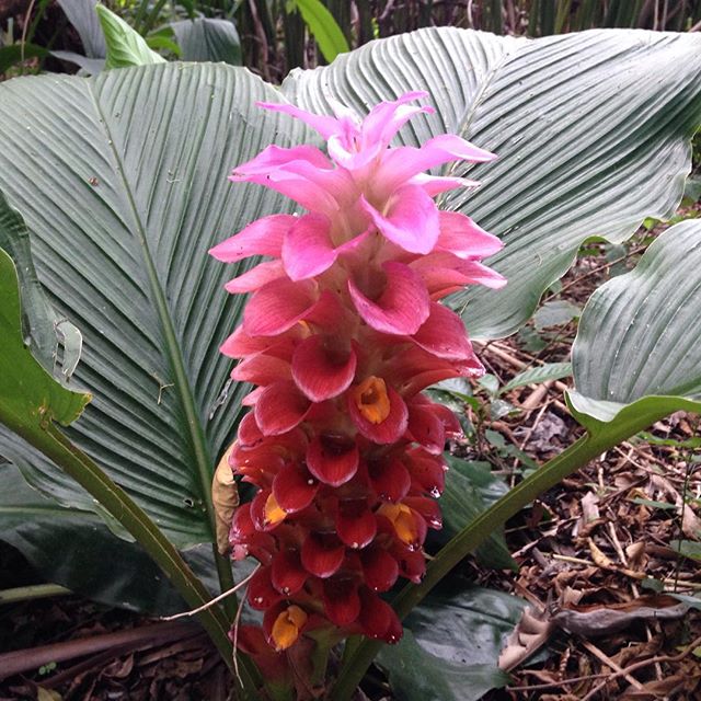 My flowers: BUNGA UNJAI BUNGA UNJI BUNGA KECOMBRANG