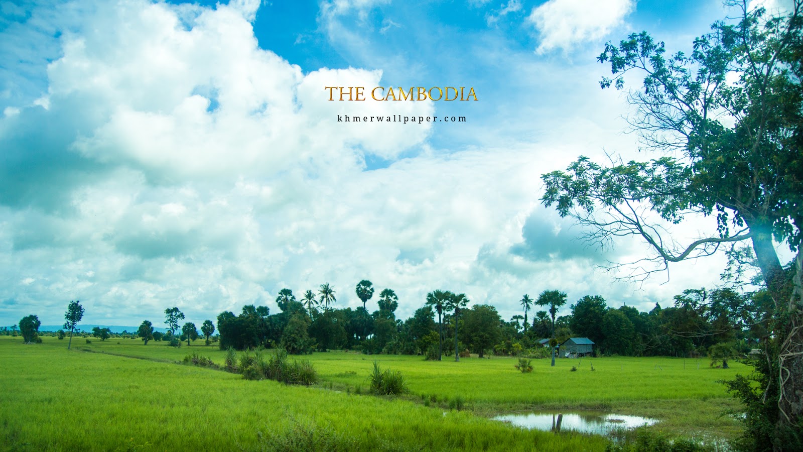 The beautiful view of rice field at countryside - Khmerwallpaper