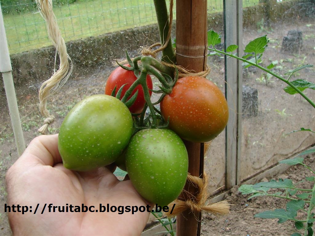 Inheems- en uitheems fruit: Vroegrijpende tomaten in kas of serre.
