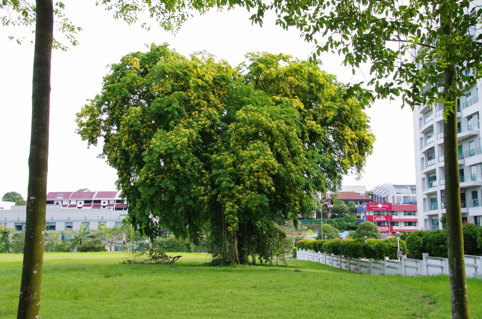Trees and Plants: Angsana