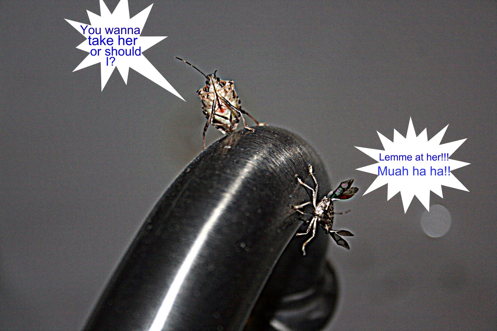 Two Bears Farm and the Three Cubs: More Complaining about Stinkbugs