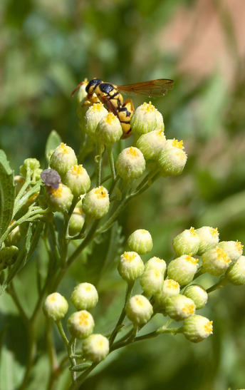 🌿 Tuinmaak in Suid Afrika 🌵: Kruie kraai koning