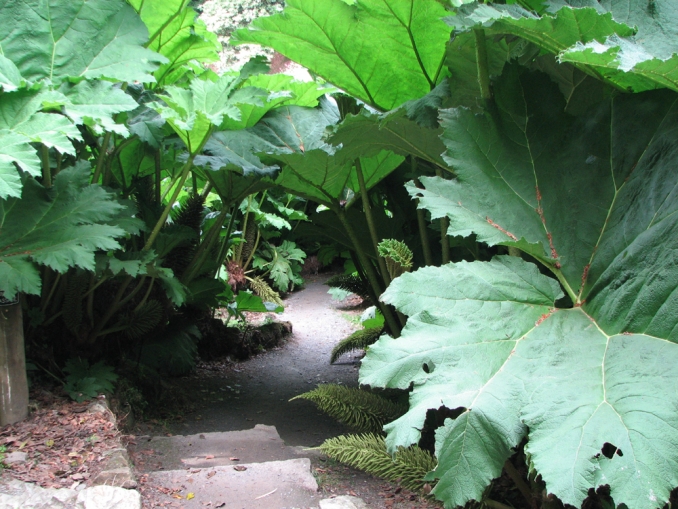 GUNNERA MANICATA |The Garden of Eaden