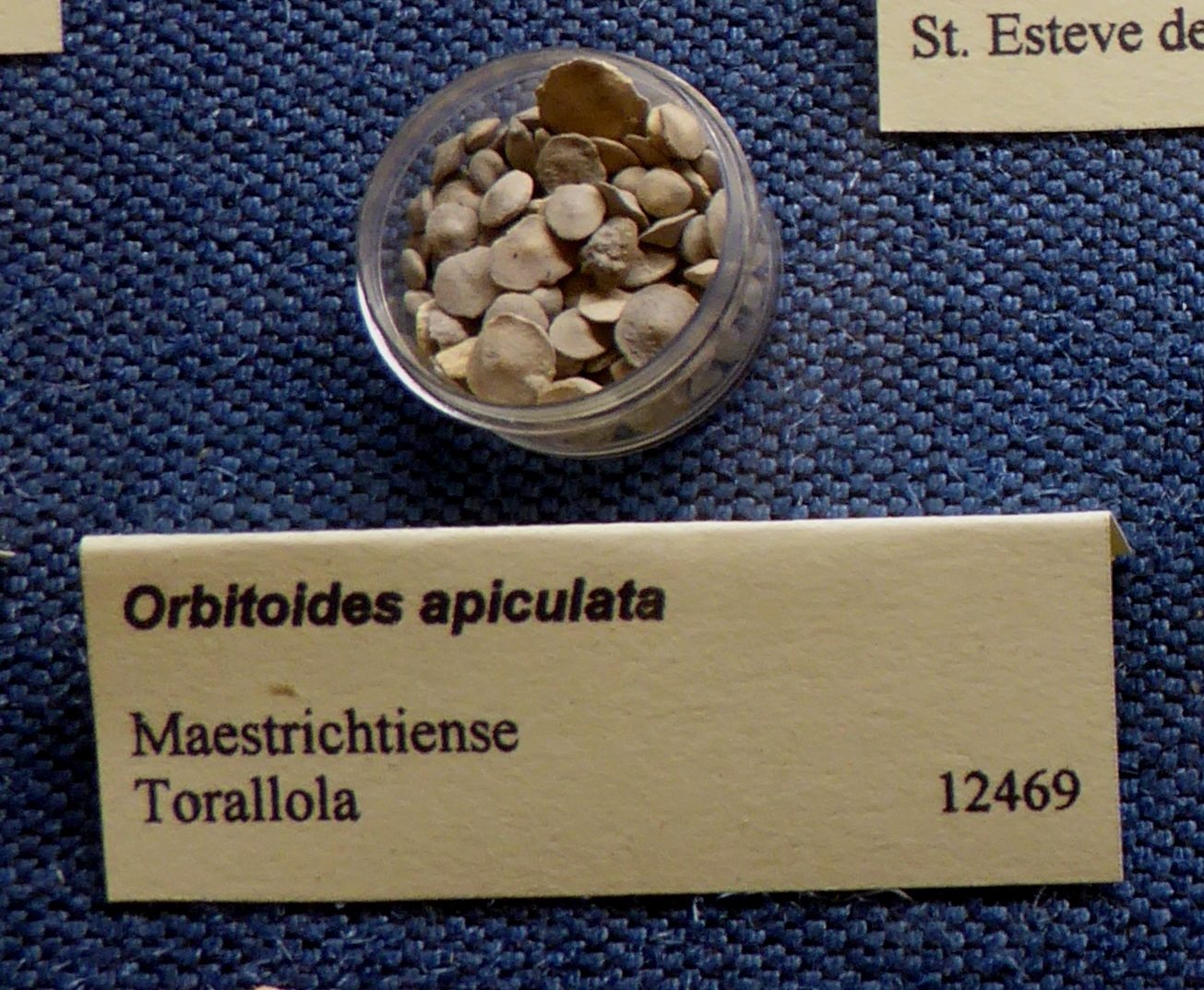 Amics del Museu Geològic del Seminari de Barcelona: Amics del Museu ...