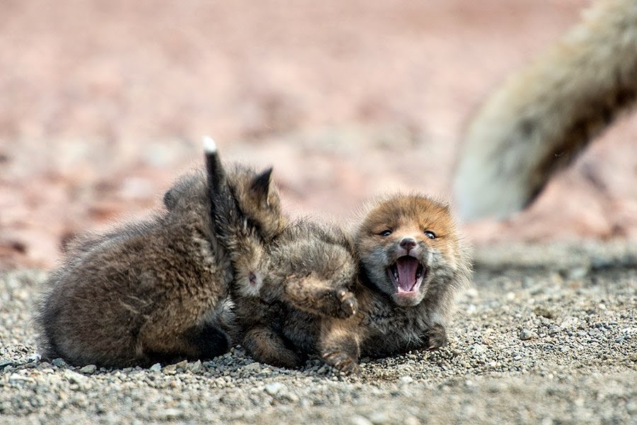 White Wolf : 15 Lovely Photos of Russian Foxes by Ivan Kislov Are ...