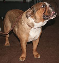 Most Beautiful Mixed Breed Dogs: Most Beautiful Bulldogs April Series