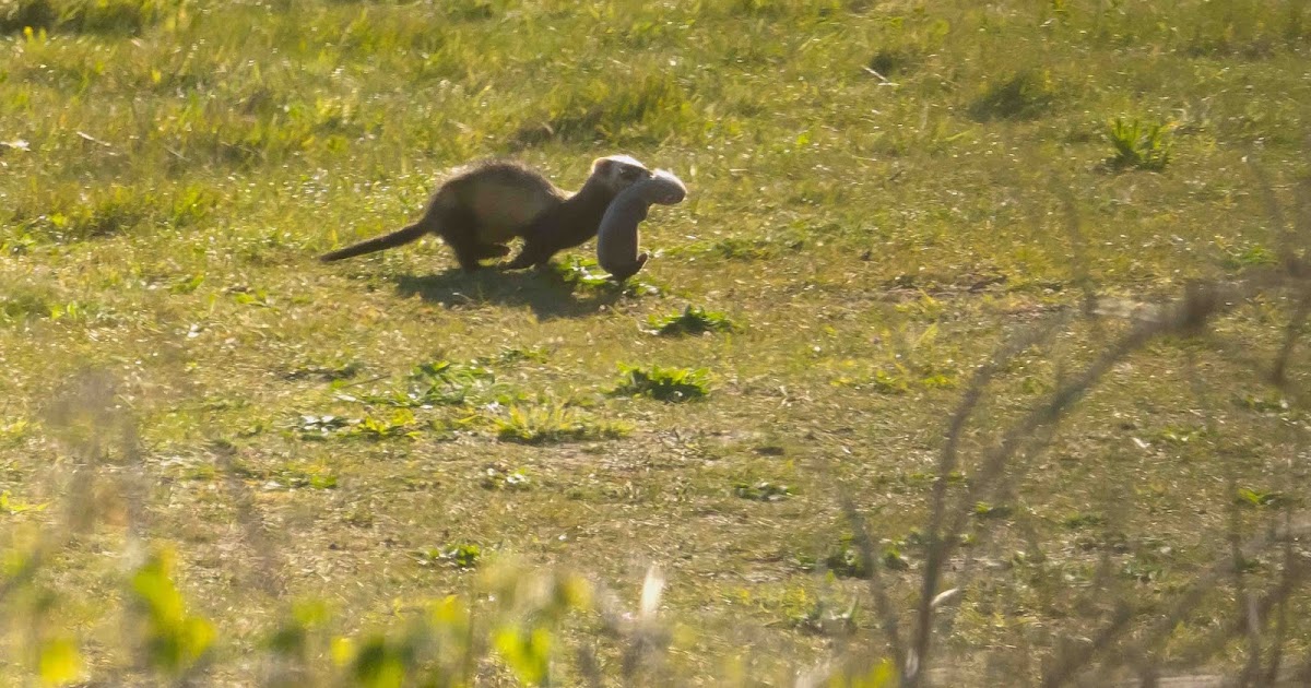 TropicBirdArt Blog from Holt: 20190513 Western Polecat & Great Spotted ...