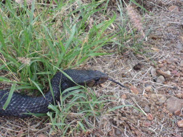 Snake eats snake (12 pictures) | Amazing Creatures