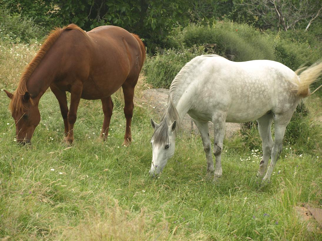 Viajar En Mi Nube Particular II: Yeguas...