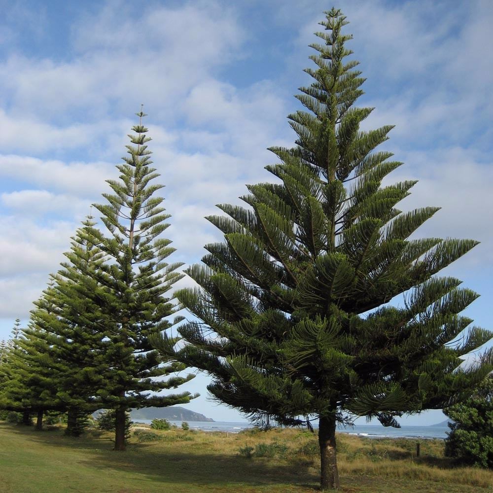 Arvore Tambem Conhecida Como Pinheiro - LIBRAIN