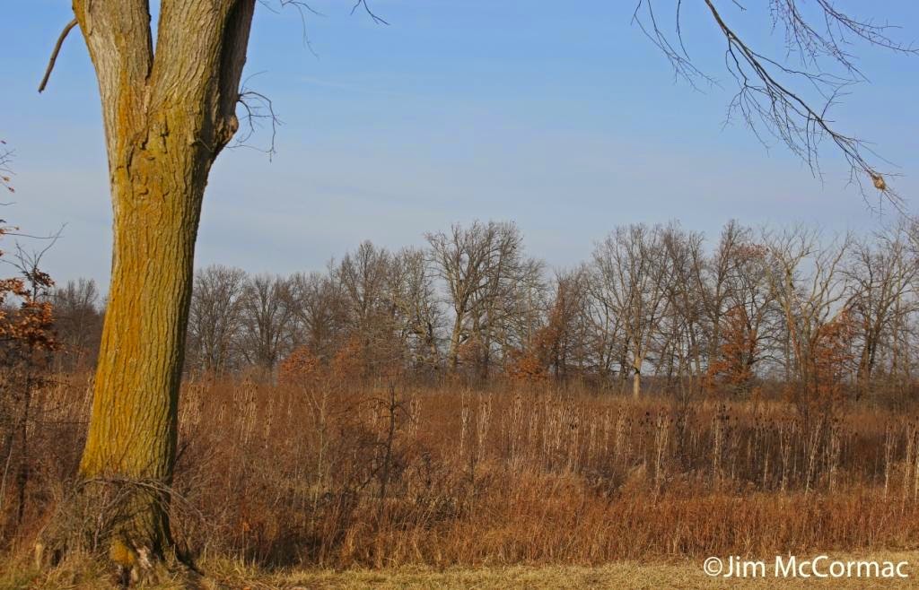 Ohio Birds and Biodiversity: Orioles and elms