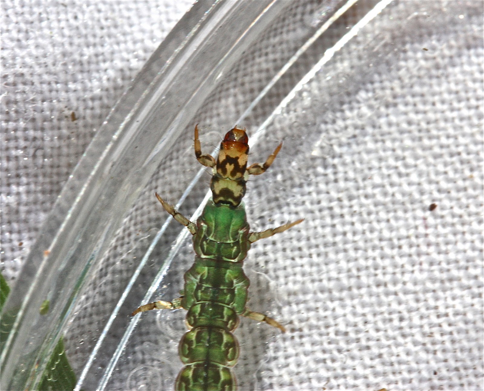 Aquatic Insects of Central Virginia: Sifting Away Again in Chloroperlid ...
