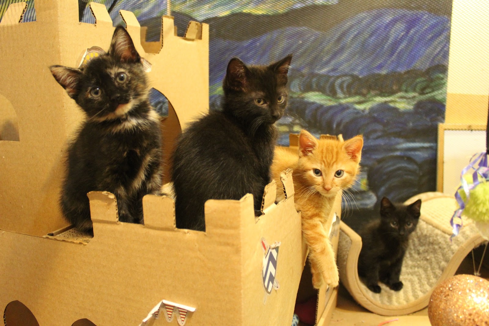 KittenRescues.org - A Second Chance Puppies and Kittens Rescue's Team ...