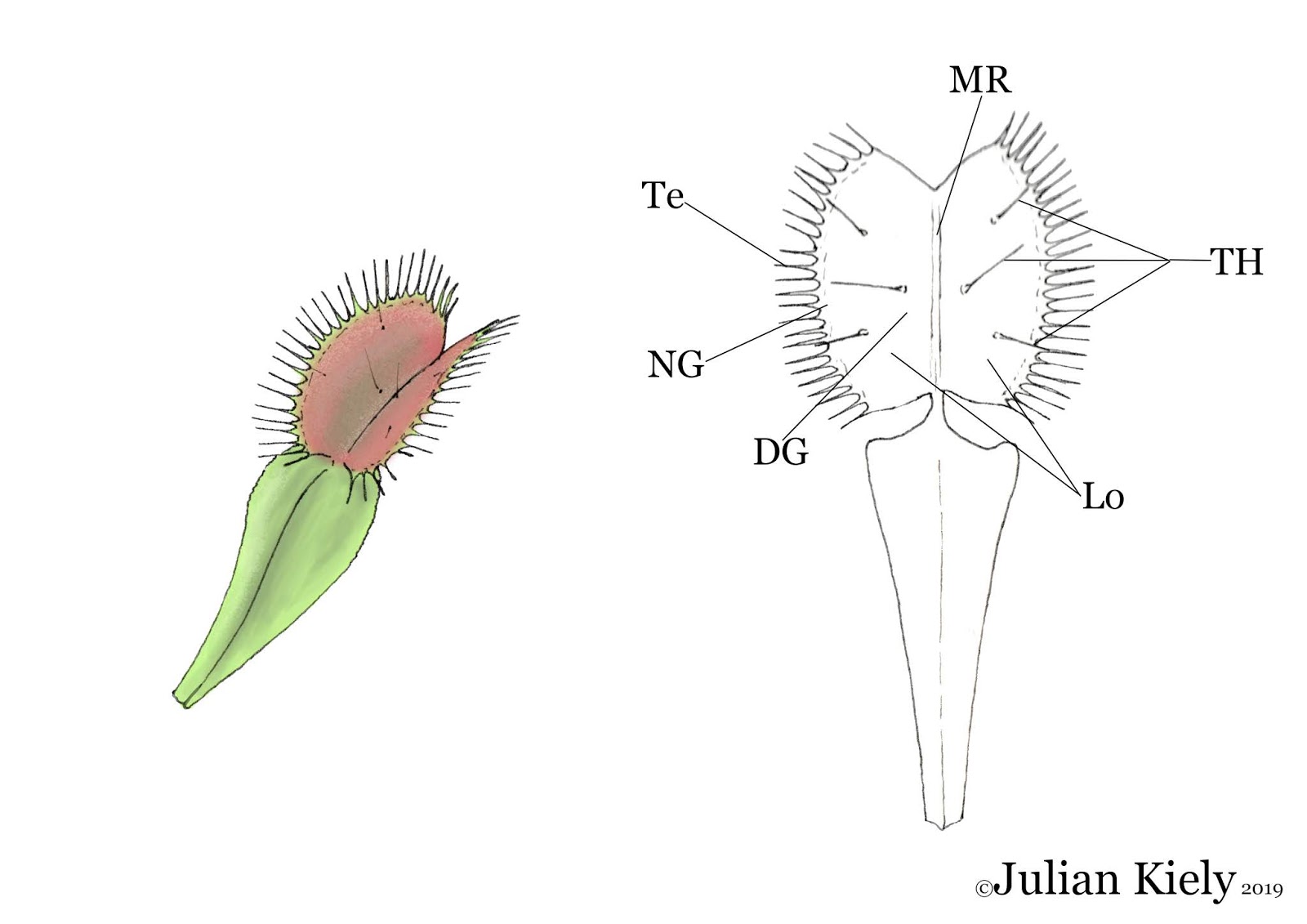Venus Fly Trap Diagram Labeled