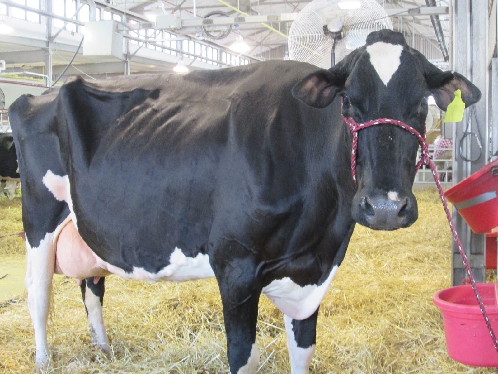 Empire State Farming: New York State Fair 'One Thing' Series -- Today's ...