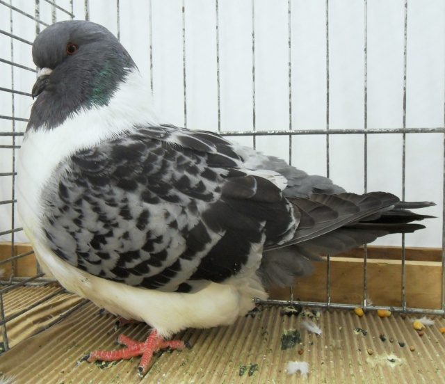 Strasser pigeon - Pigeons fall