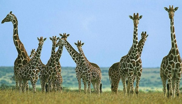 La jirafa, original y amable - Animales, Naturaleza