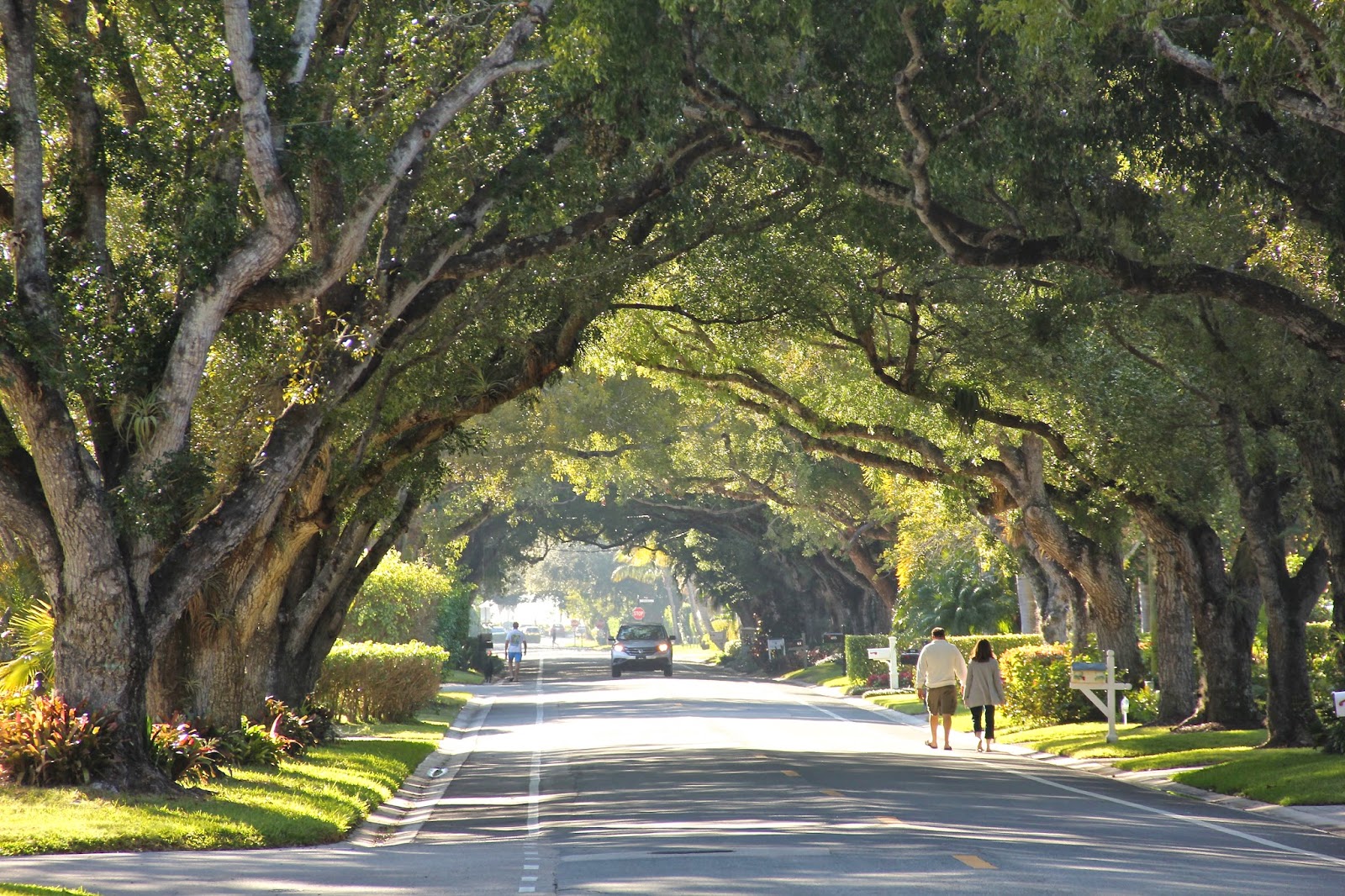 Southwest Daily Images: Olde Naples: Tree Canopy