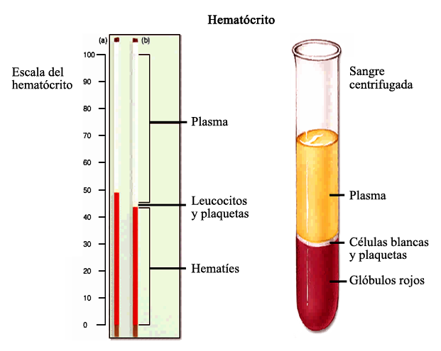 Prácticas Hematología. : Determinación del valor hematocrito mediante ...