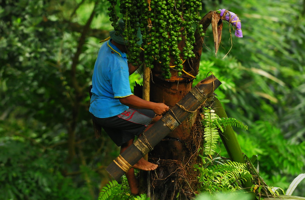 Manfaat Tuak Manis atau air nira dari Pohon aren enau