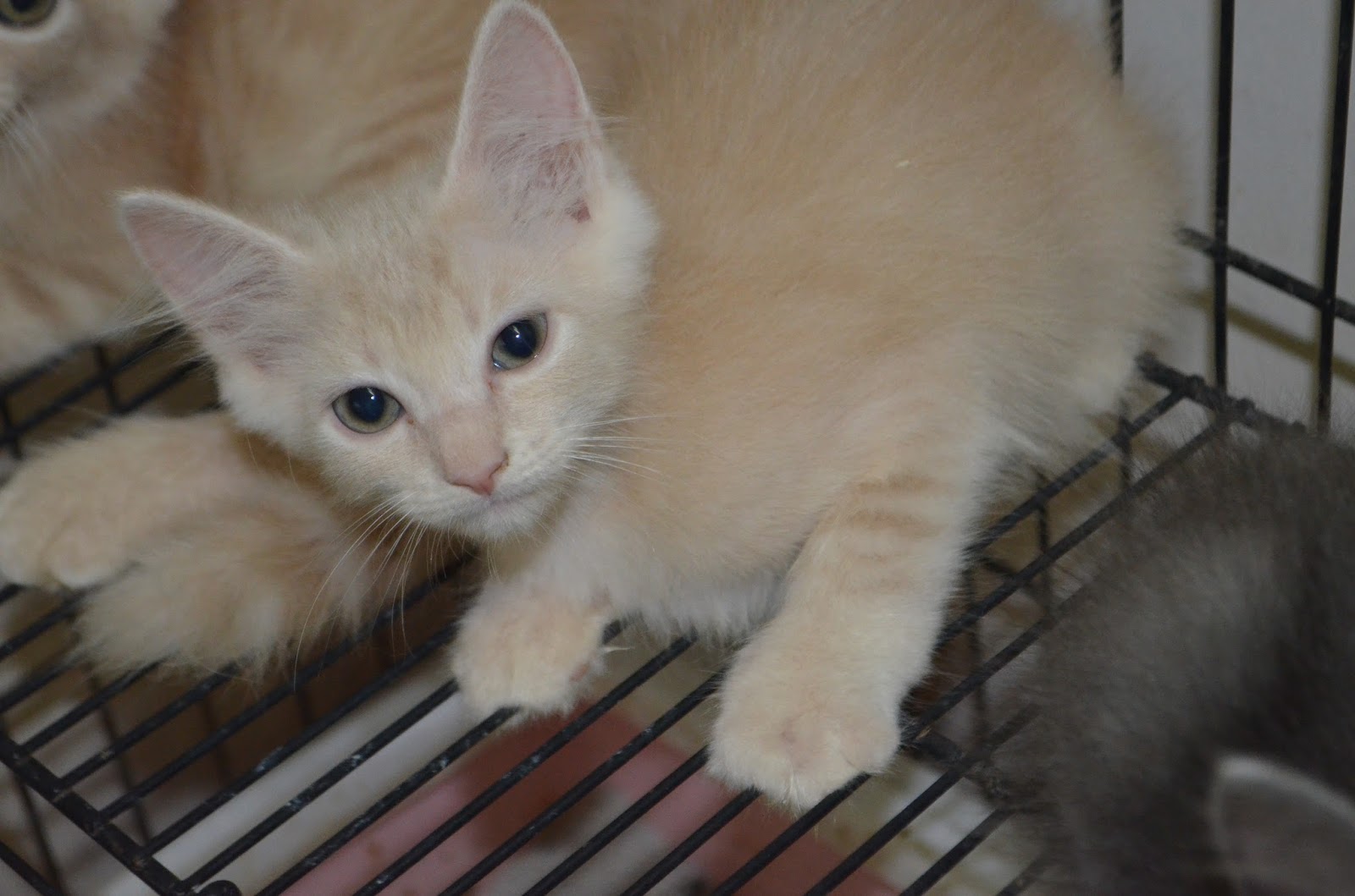Meow Meow's Land: Mixed Breed Kitties for Sale (Himalayan/Tabby) - *SOLD*