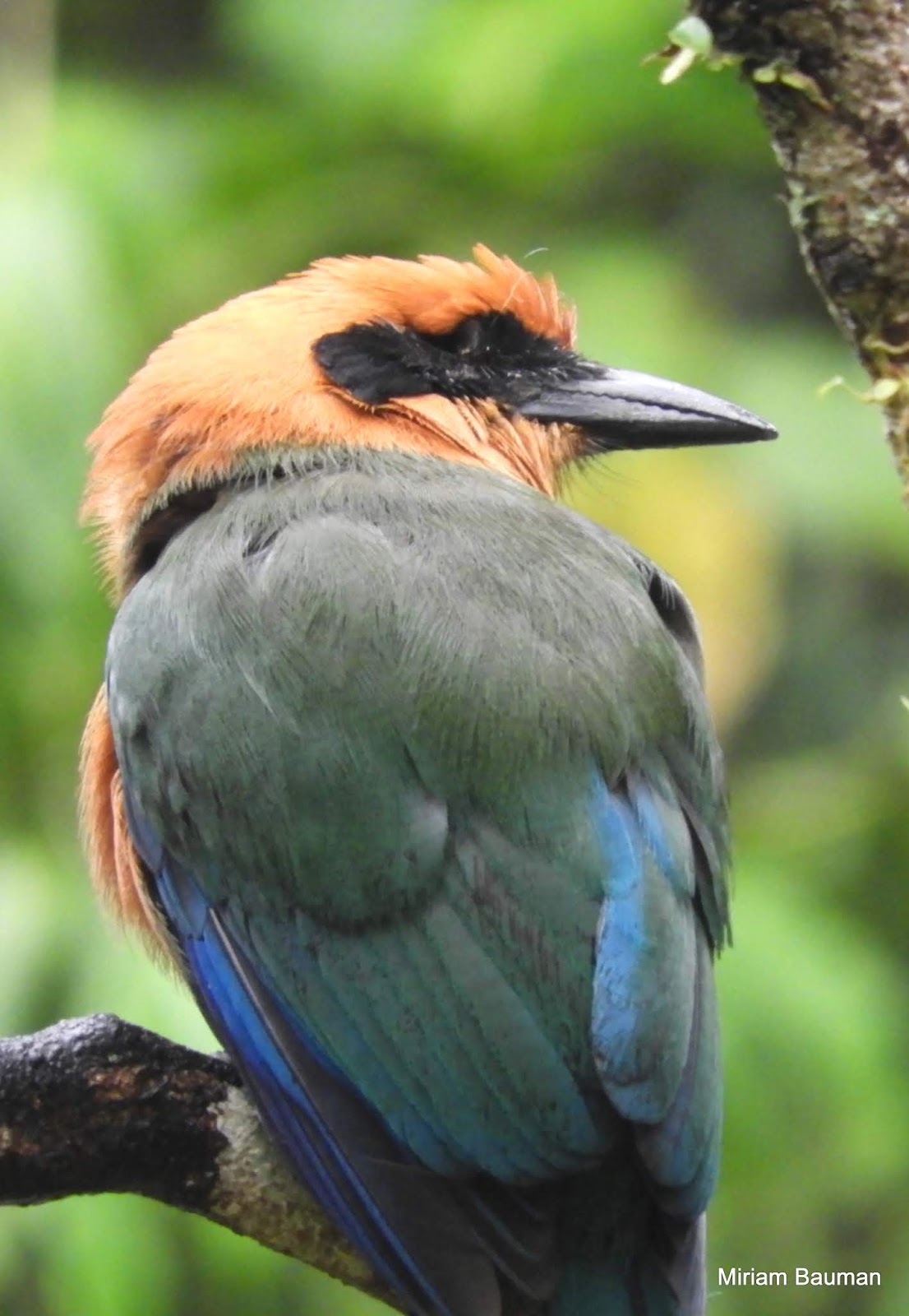 Back Home from Panama - Travels With Birds