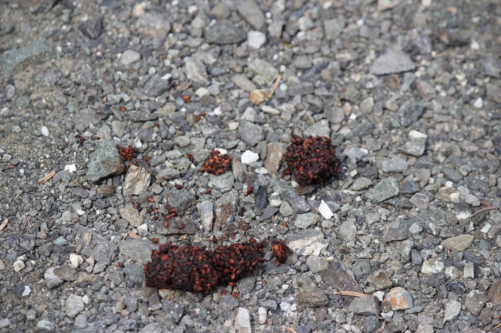 Wolverines of Washington