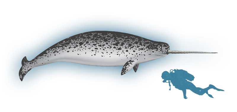 AstroDigi: Ikan Paus Narwhal, Jenis Ikan Paus Bertanduk Yang Sudah ...
