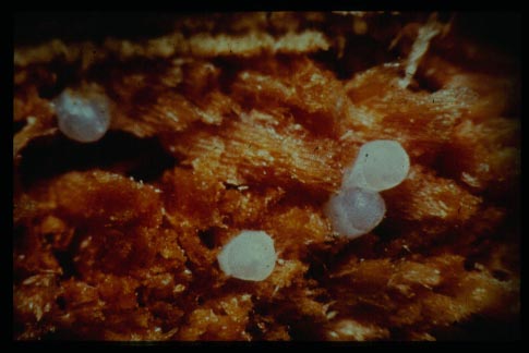 : Now is the time to be vigilant for Woodworm beetles!Peter Cox ...