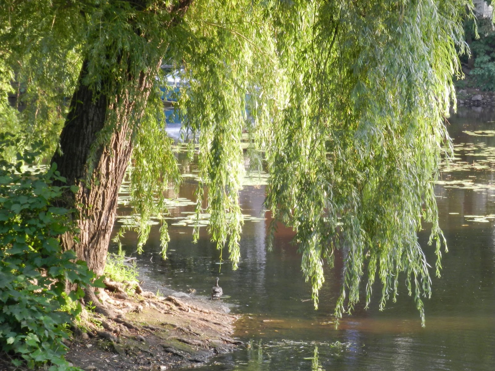 Intre legenda si adevar: LEGENDA SALCIEI PLÂNGĂTOARE