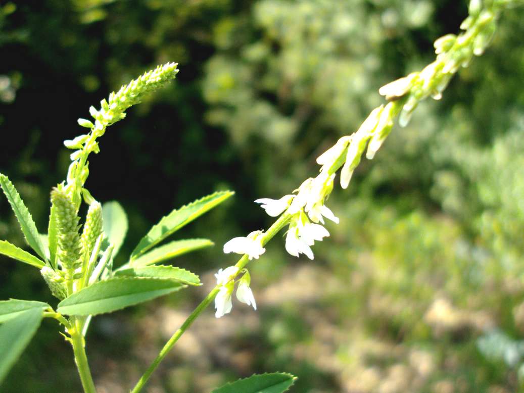Unis Vers Nature: Une saveur vanillée : Le Mélilot
