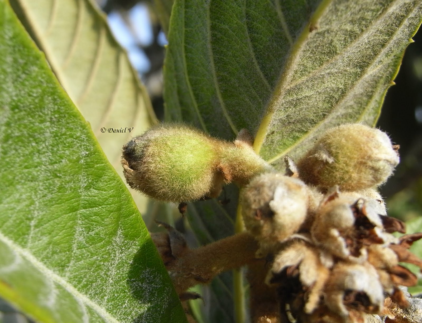 Macrophoto plaisir passion: le néflier du japon, eriobotrya japonica