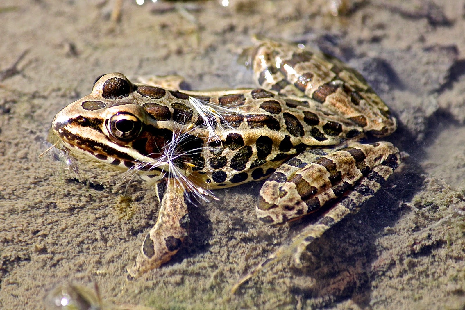 Wildlife Observation Journal: Pond and estuary wildlife at Great Bay ...