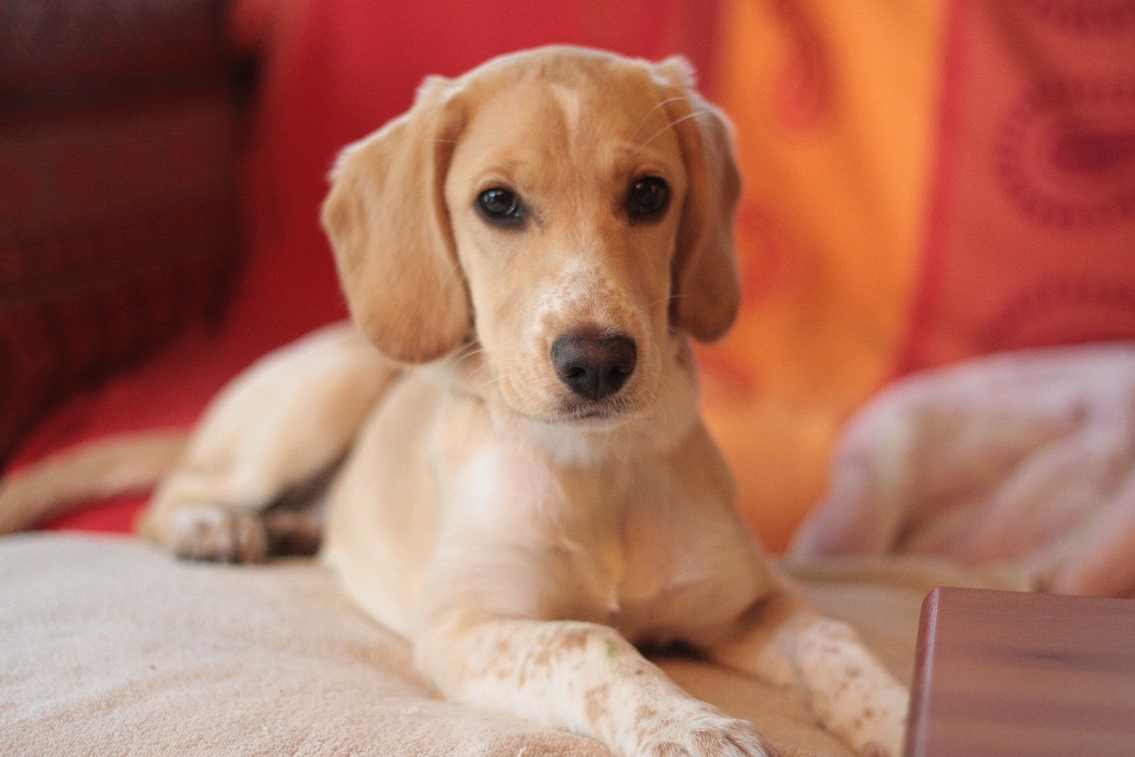 Spanador, Cockerdor, Mini Labi oder einfach Emma